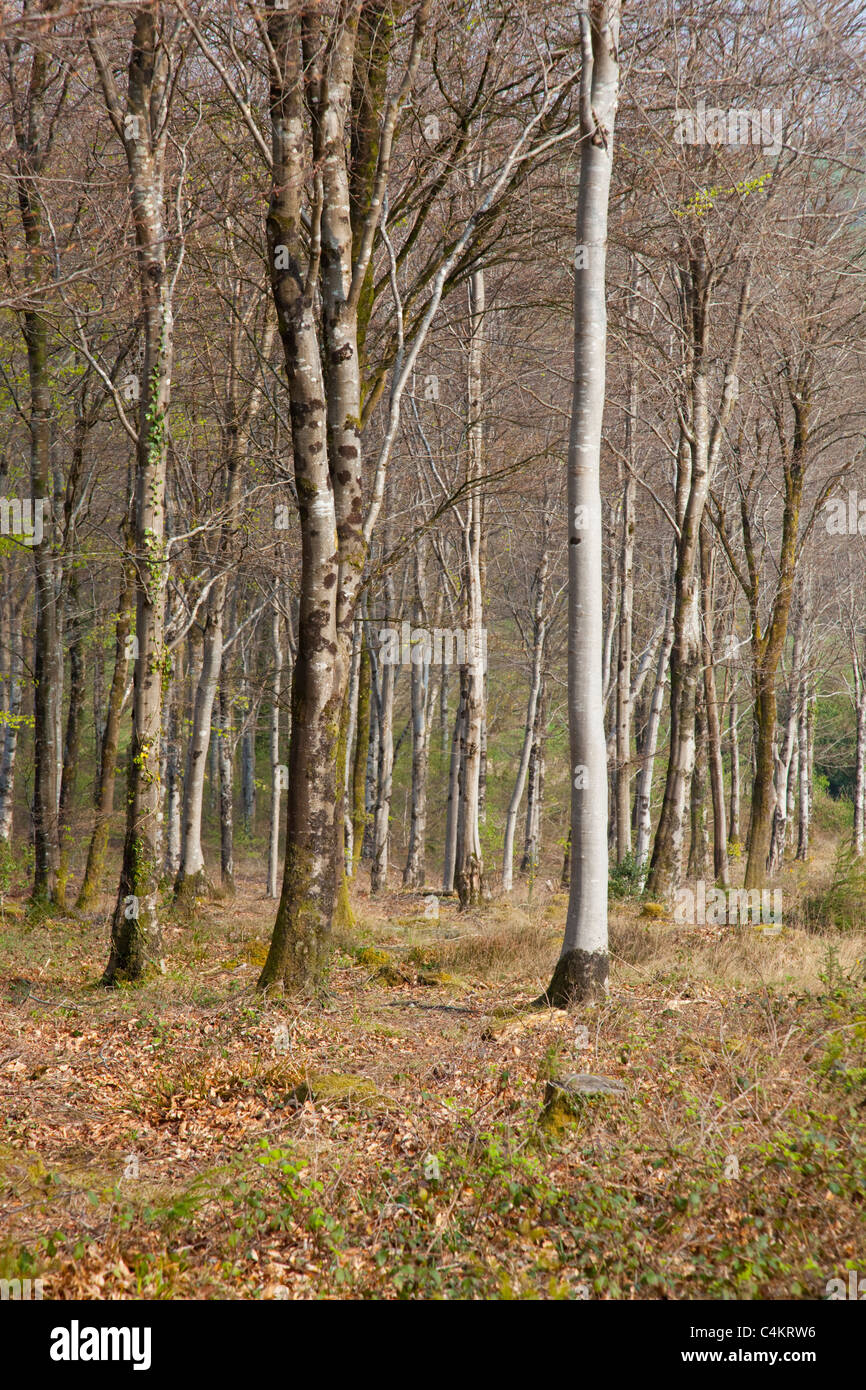 Ladock Wood; Cornwall; owned by the Duchy of Cornwall Stock Photo - Alamy