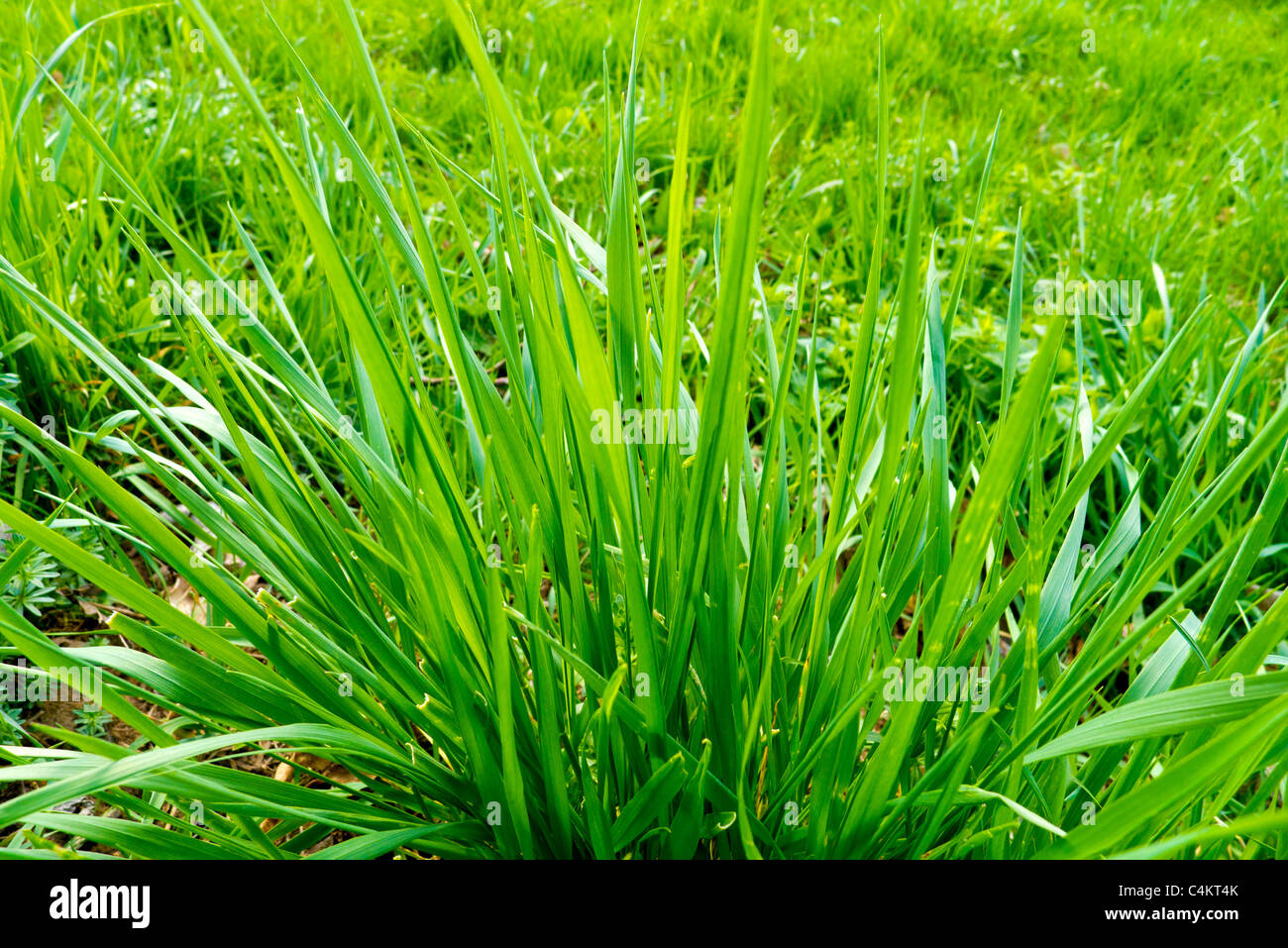 Green nature in spring hi-res stock photography and images - Alamy