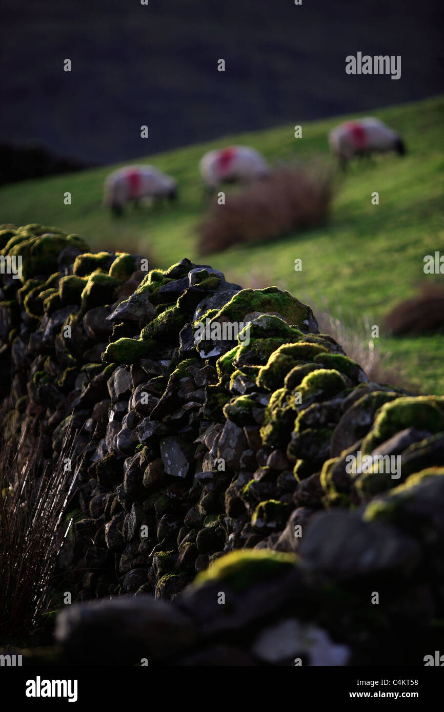 Sheep stone walls hi-res stock photography and images - Alamy