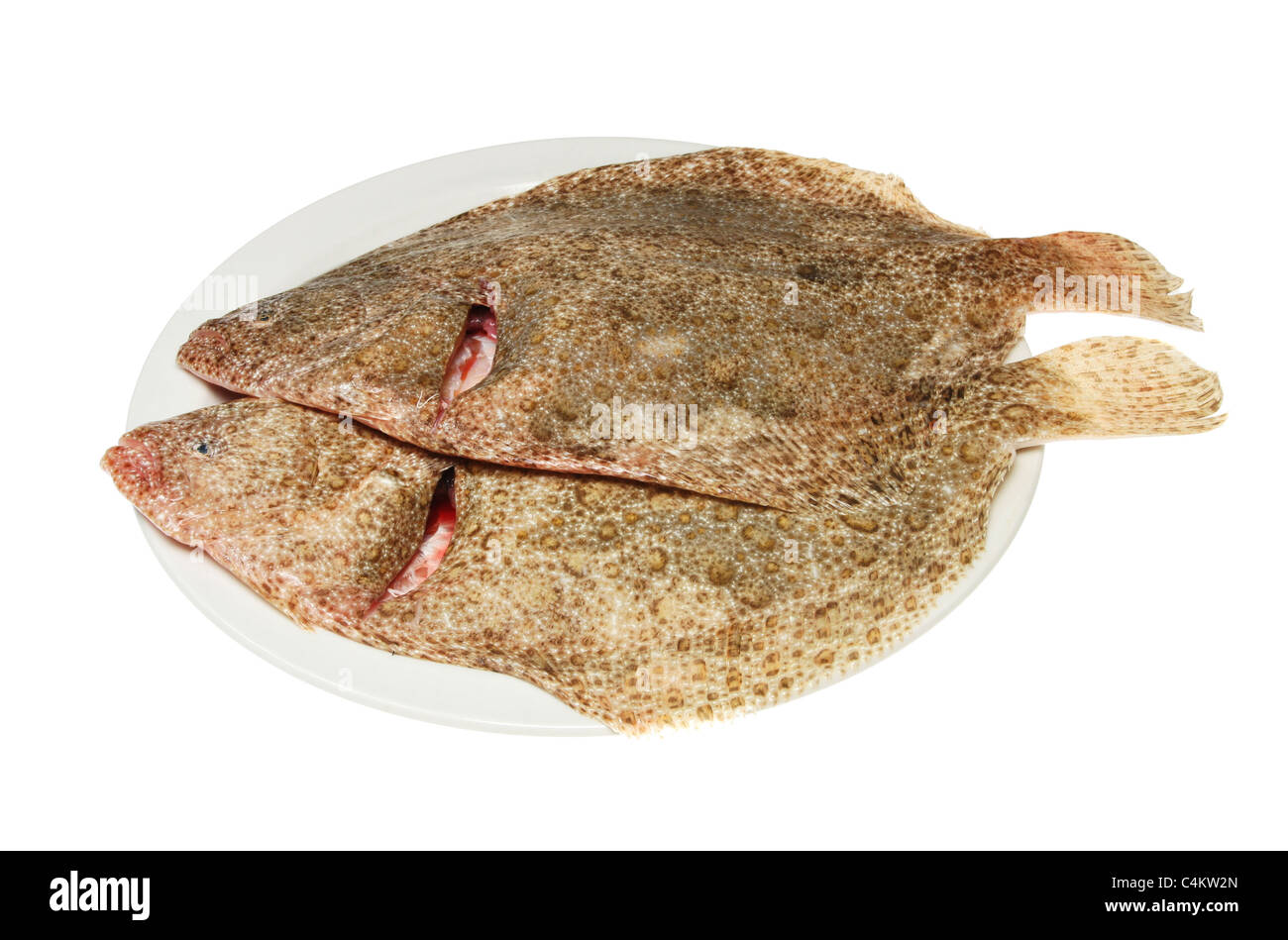 Flatfish hi-res stock photography and images - Alamy