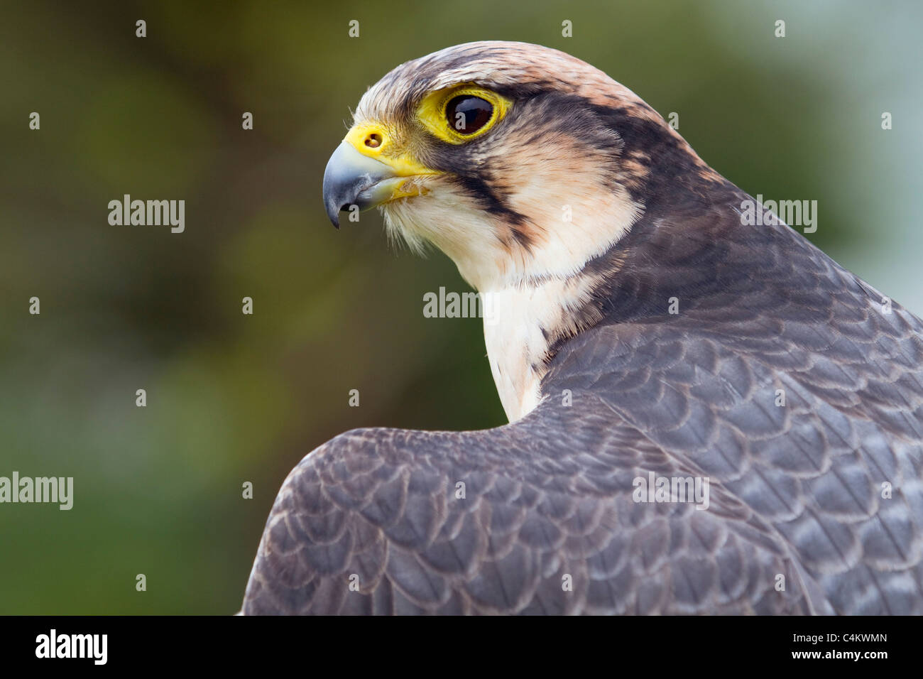Lanner falcon wings hi-res stock photography and images - Alamy