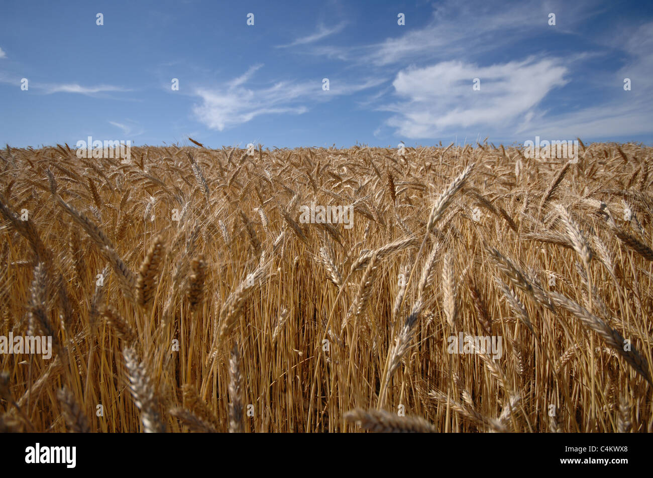 Roggenfeld hi-res stock photography and images - Alamy