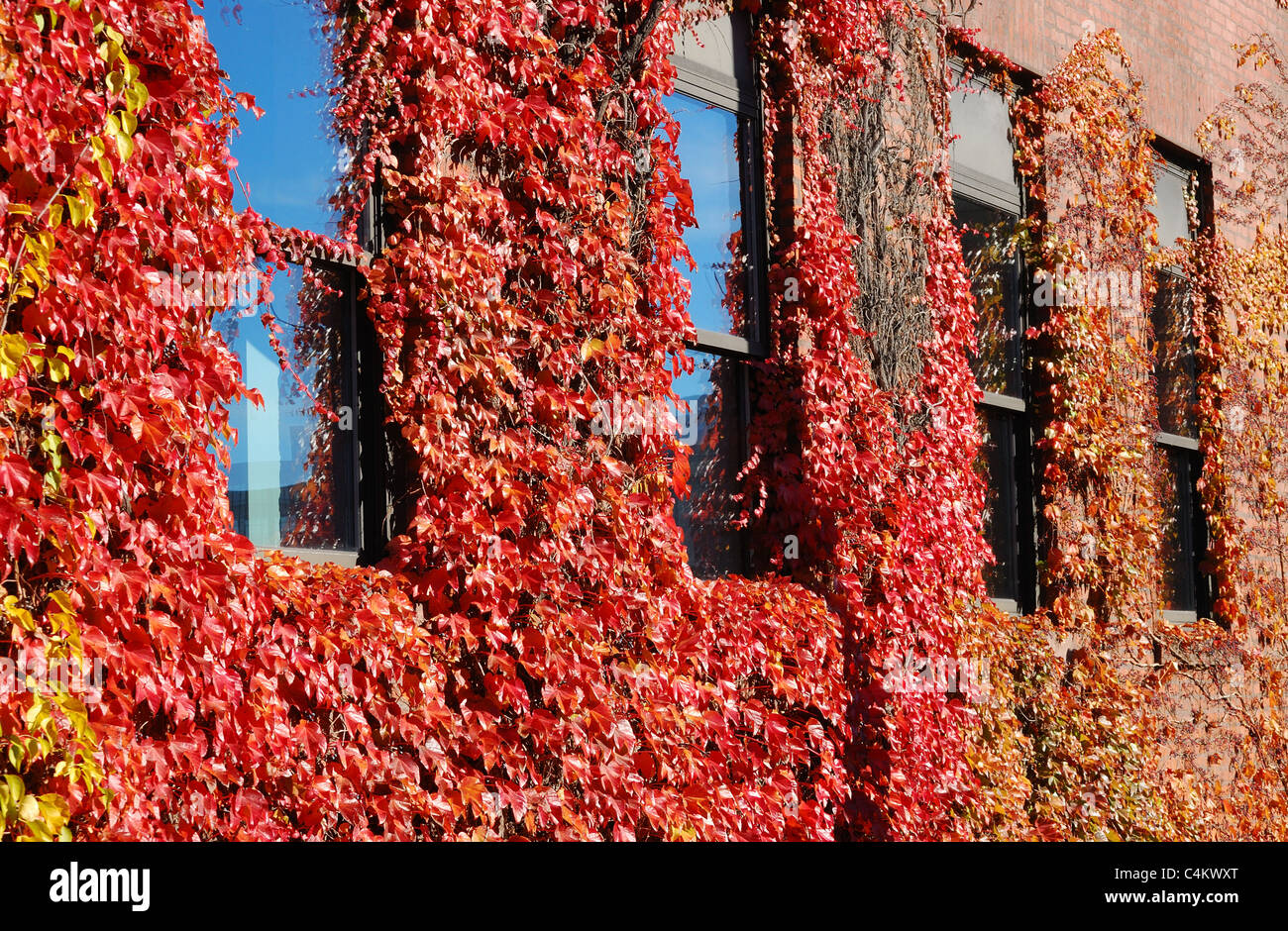 Fall ivy cover historic Rochester, New York building Stock Photo - Alamy
