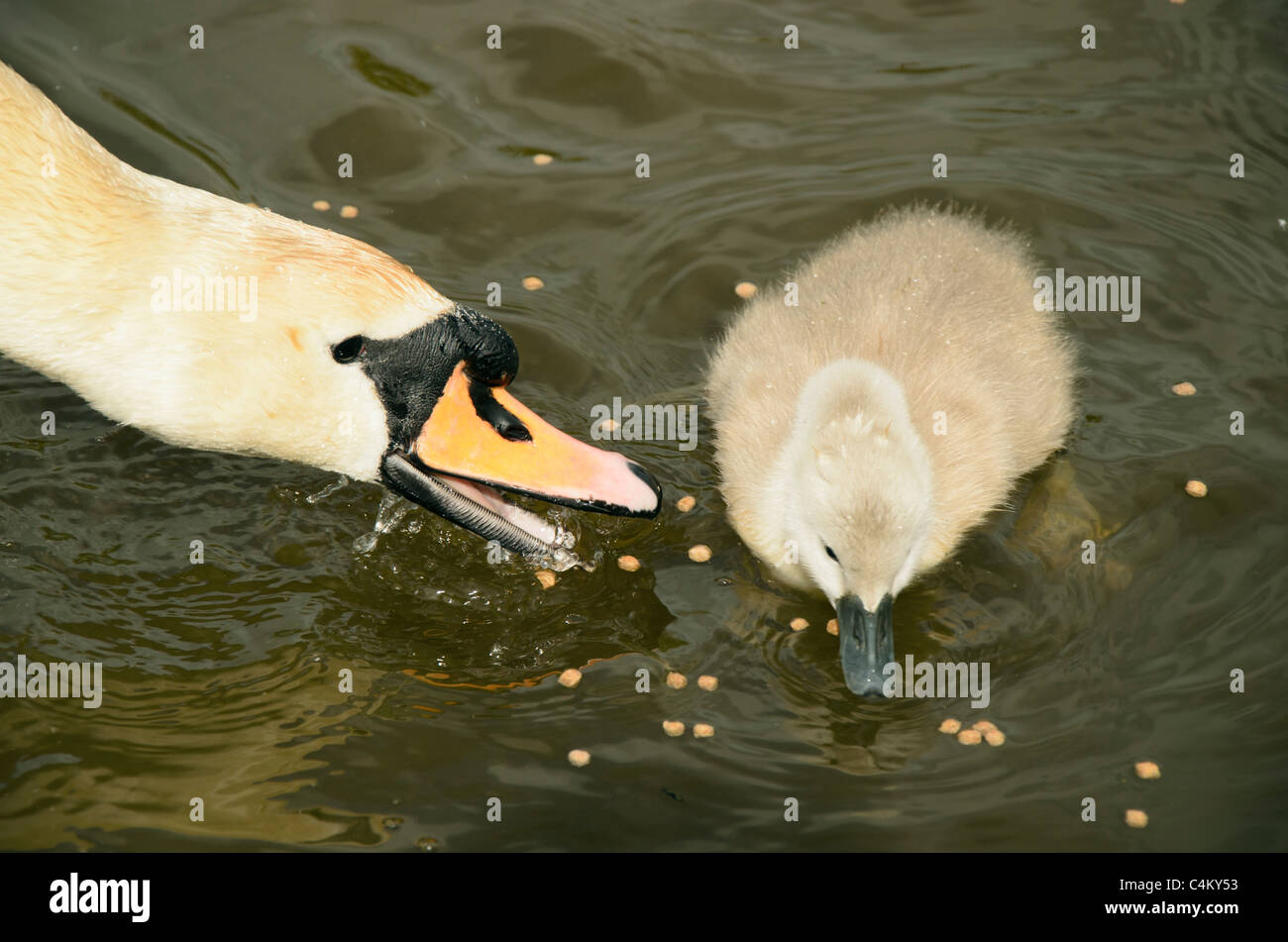 Cygnet mute swan hi-res stock photography and images - Alamy
