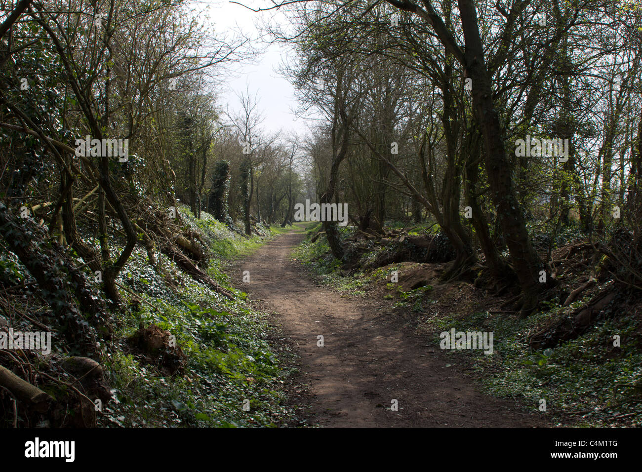 Country walk through tree line path Stock Photo - Alamy