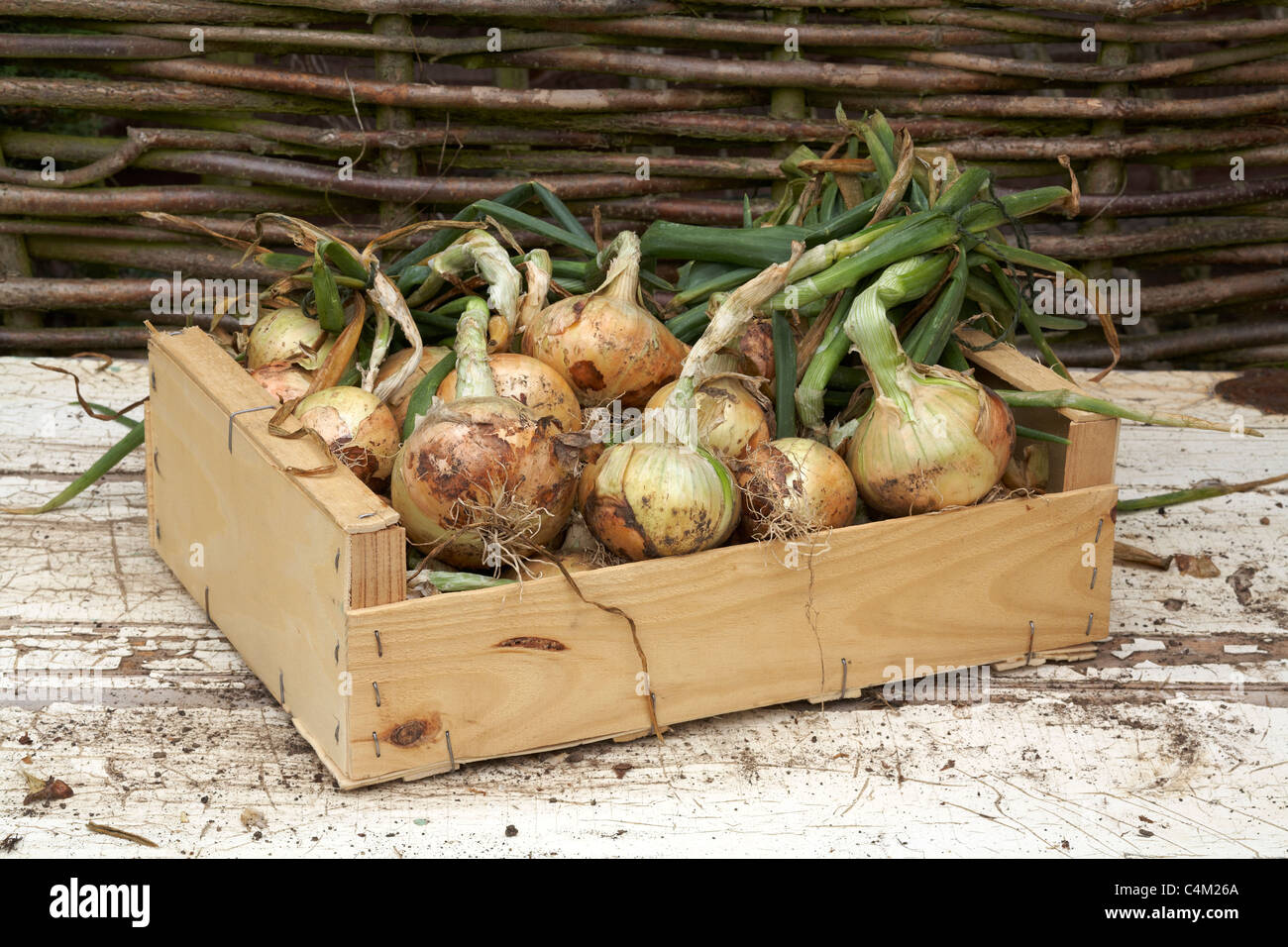 Alliums container hi-res stock photography and images - Alamy