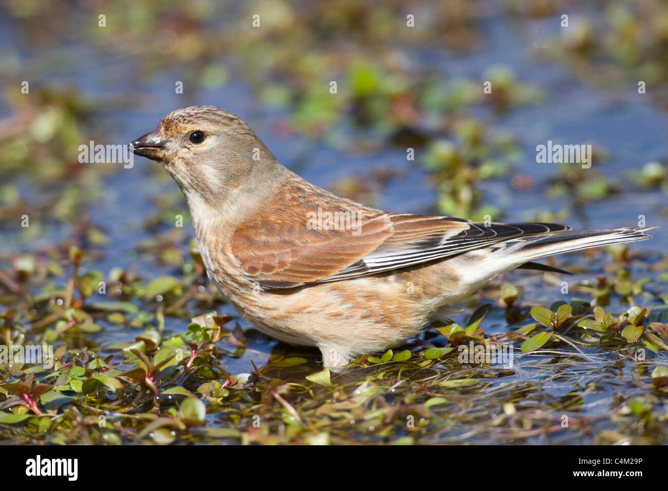 Male linnet hi-res stock photography and images - Alamy