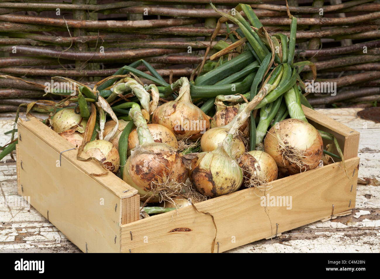 Container grown onions hi-res stock photography and images - Alamy