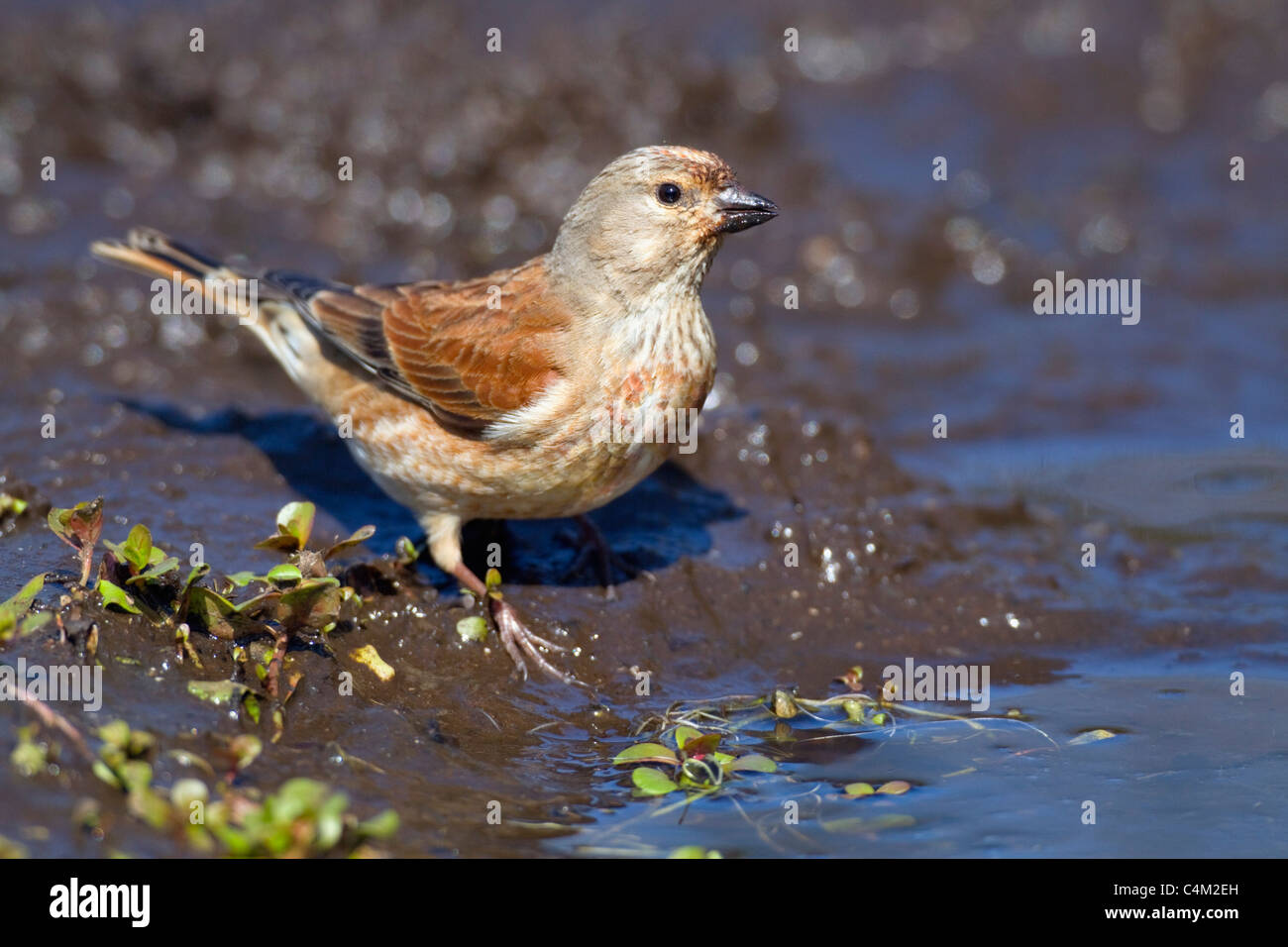 Wings linnet hi-res stock photography and images - Alamy