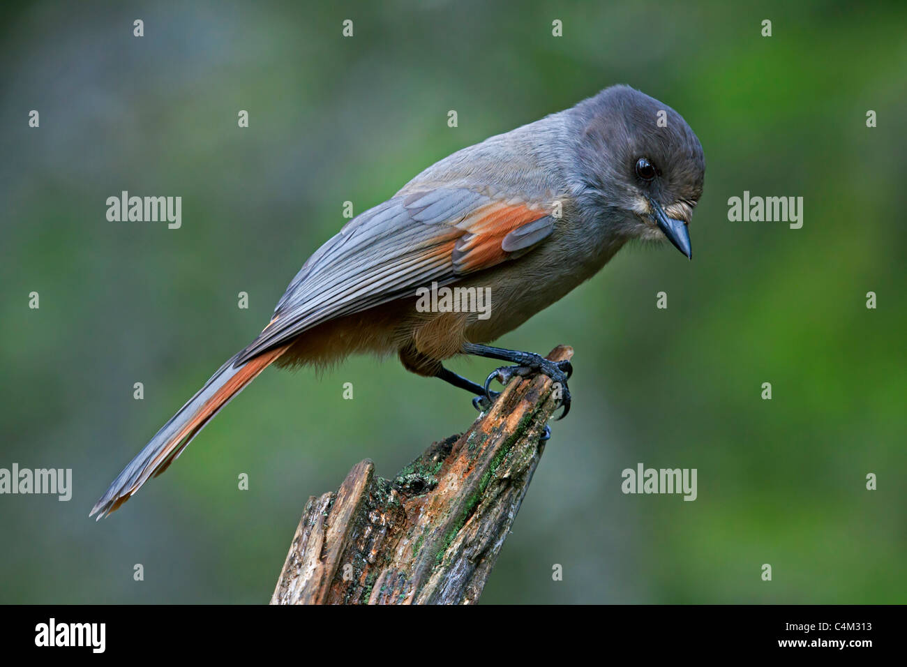 Siberian Jay (Perisoreus infaustus) perched on tree stump in forest ...