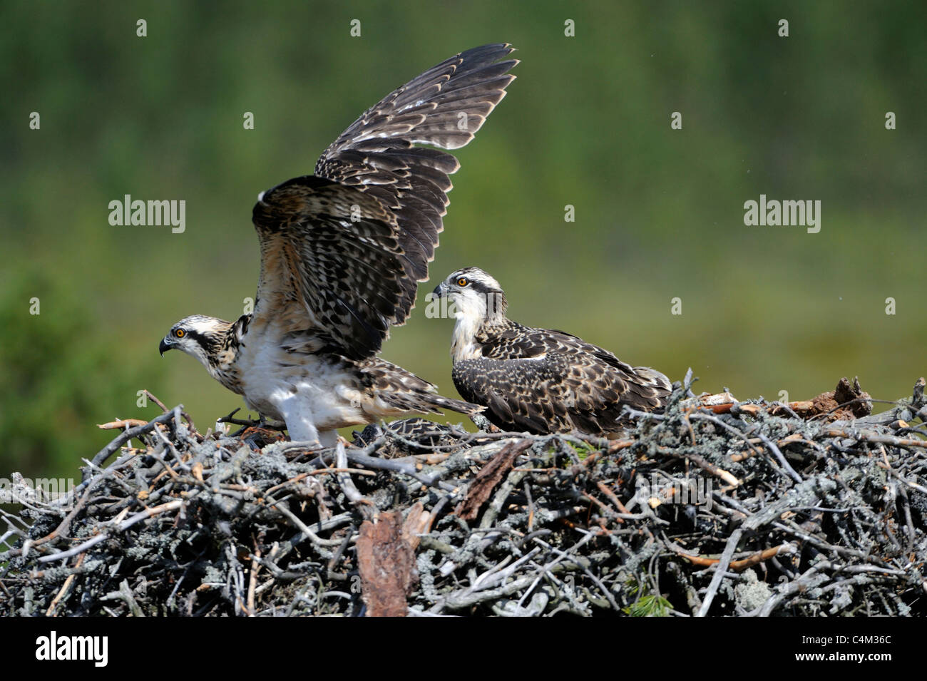 Juvenile osprey hi-res stock photography and images - Alamy