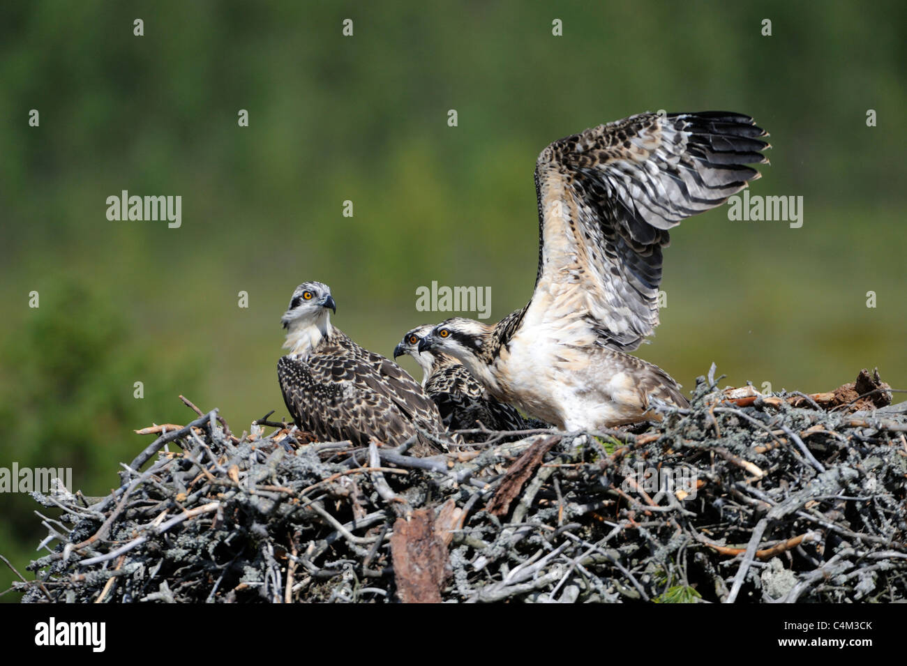 Juvenile Ospreys in nest (Pandion haliaetus Stock Photo - Alamy