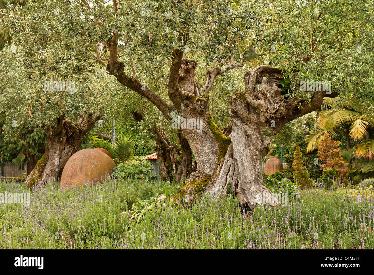 Madeira trees hi-res stock photography and images - Alamy