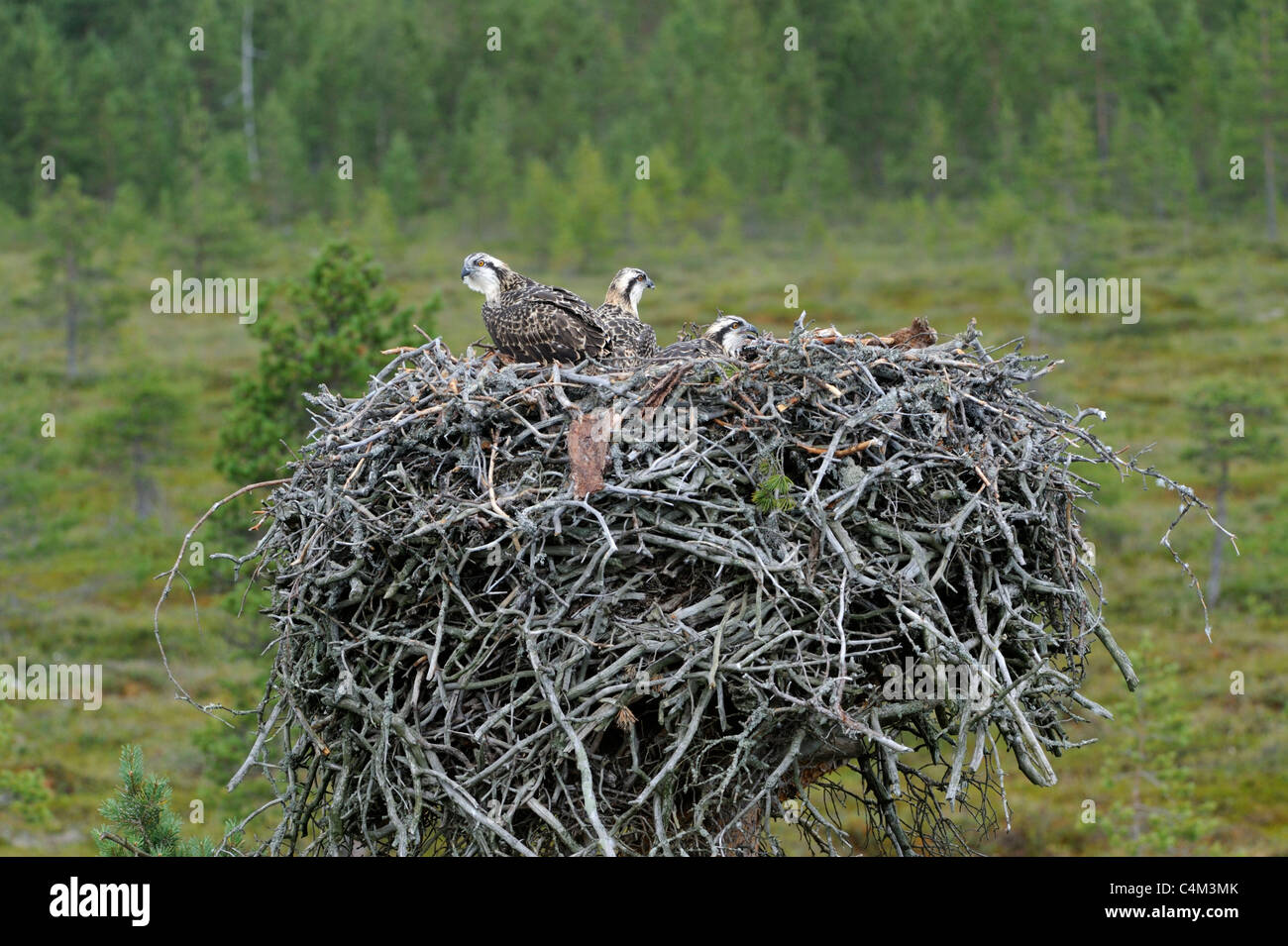 Juvenile osprey hi-res stock photography and images - Alamy