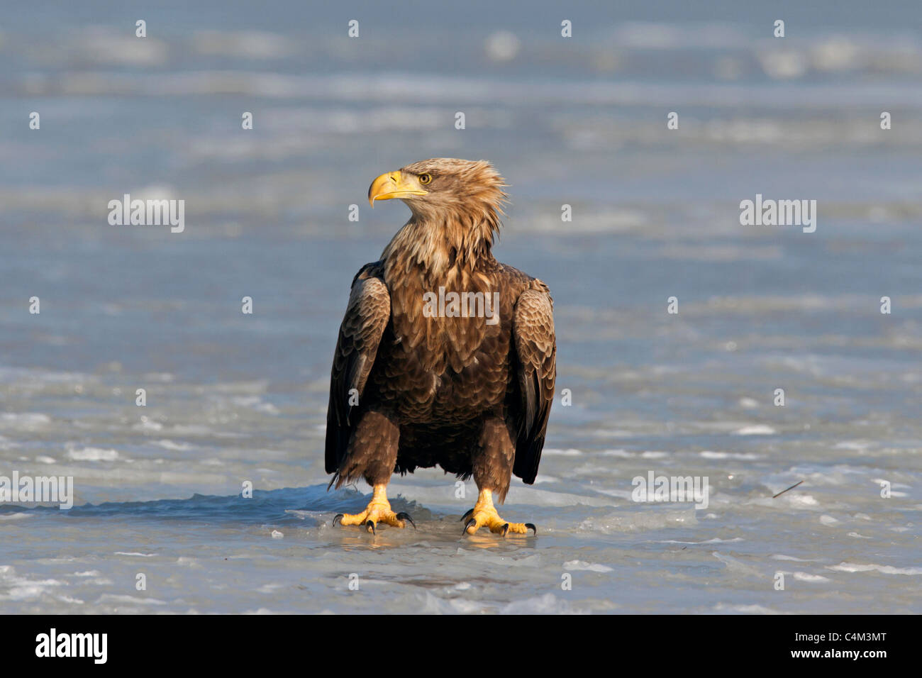 White-tailed Eagle / Sea Eagle / Erne (Haliaeetus albicilla) on frozen ...