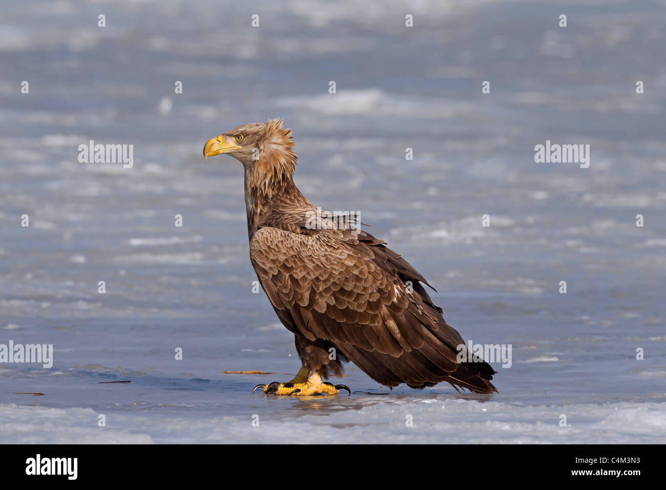 White-tailed Eagle / Sea Eagle / Erne (Haliaeetus albicilla) on frozen ...