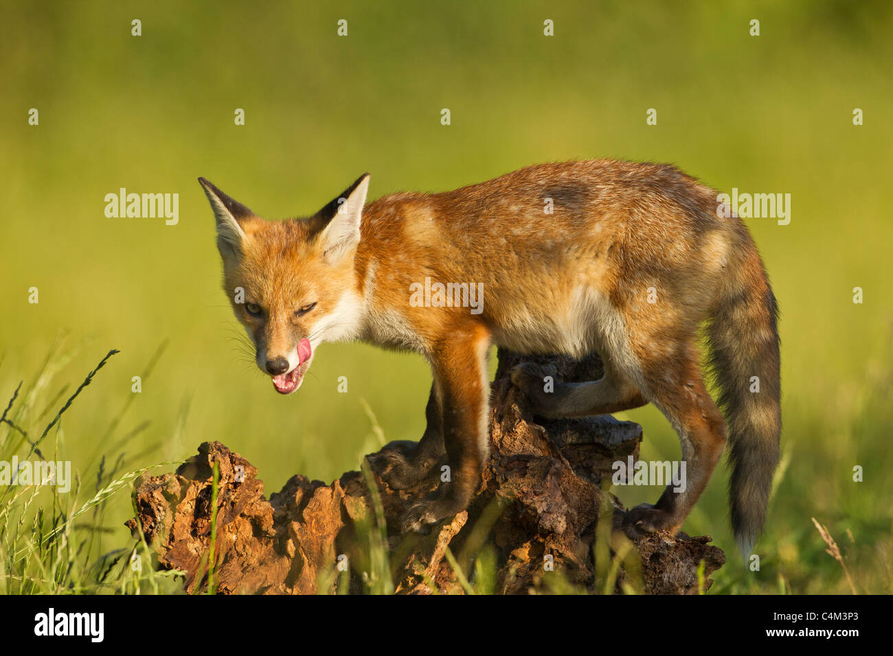 Red Fox cub licking it's face after eating a meal (Vulpes vulpes Stock ...