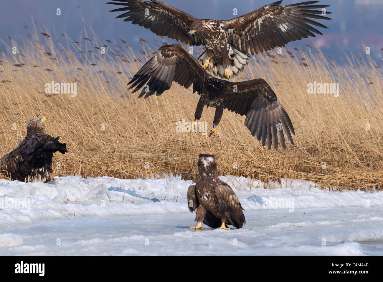 White-tailed Eagle / Sea Eagle / Erne (Haliaeetus albicilla) eagles ...