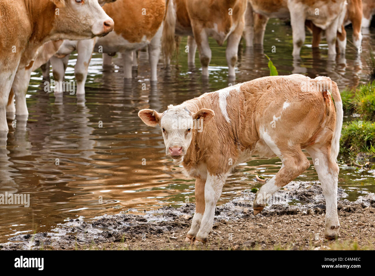 Very young calf hi-res stock photography and images - Alamy
