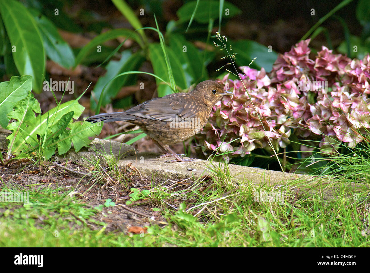 Blackbird hi-res stock photography and images - Alamy