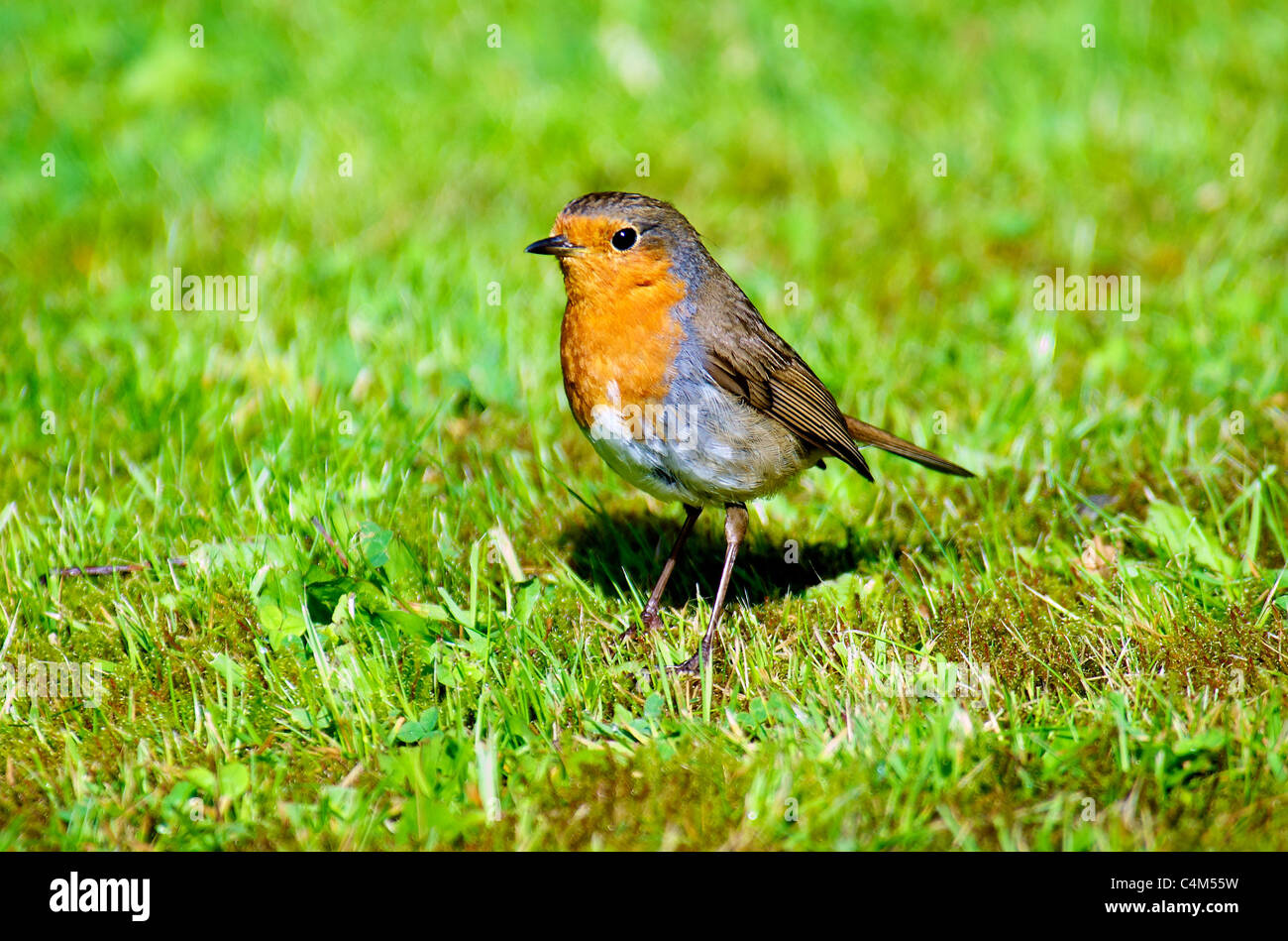A Robin garden bird Stock Photo - Alamy