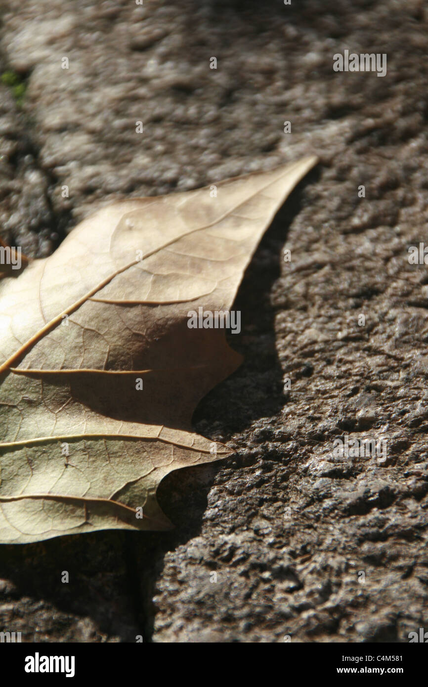 detail of one leaf on floor ground Stock Photo - Alamy
