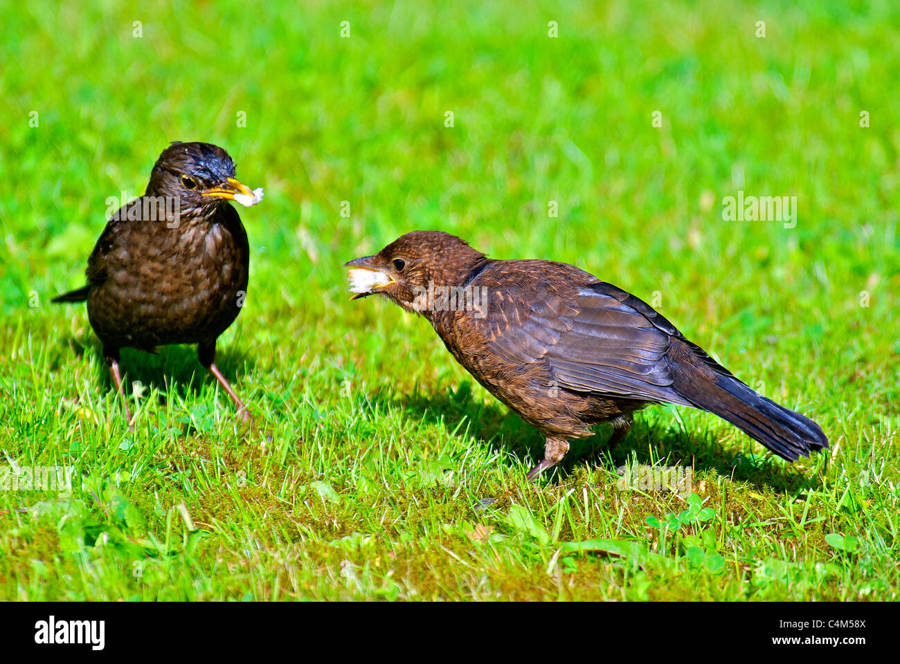 Hen Blackbird feeding a fledgling Stock Photo - Alamy