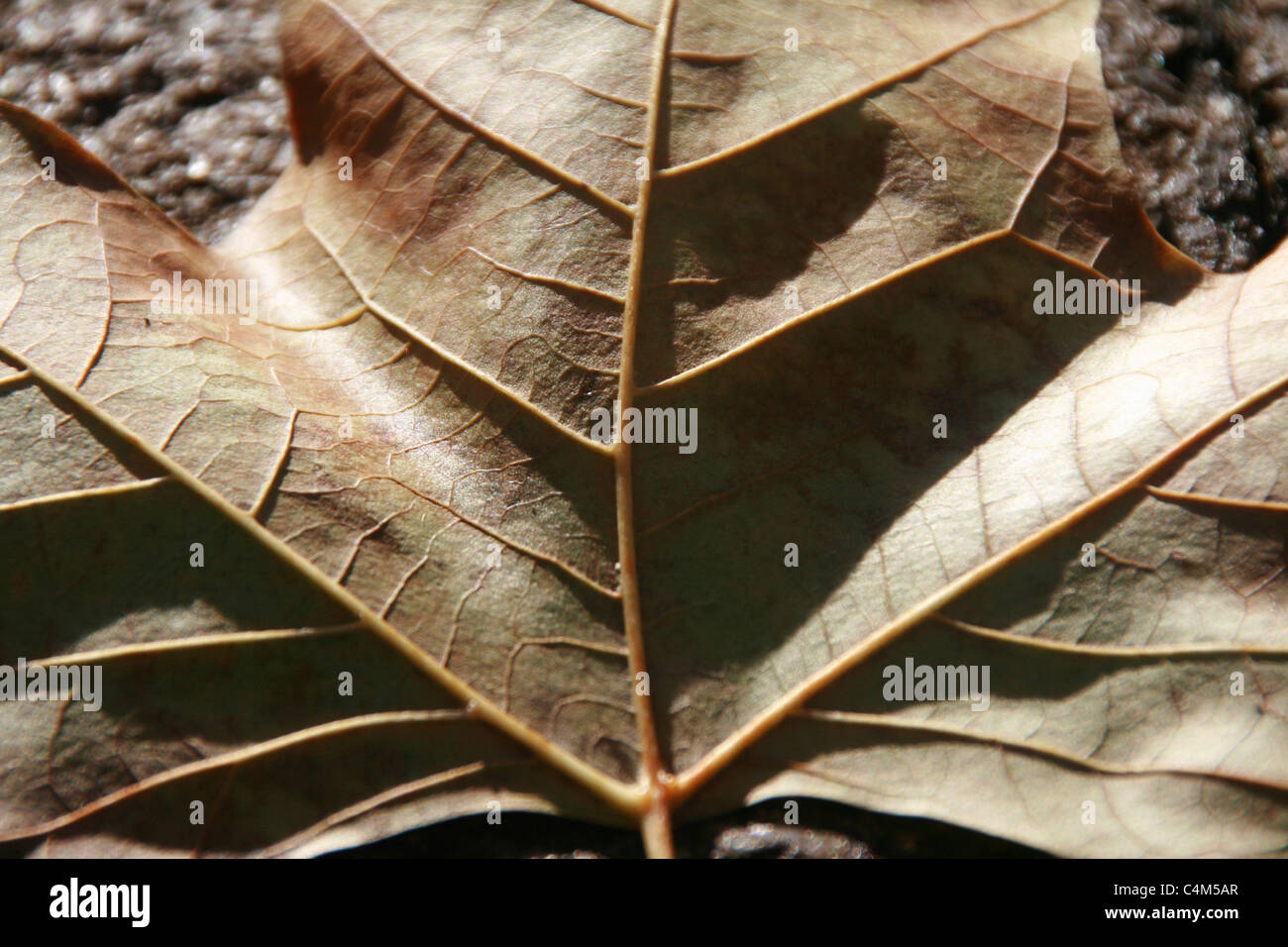 One leaf on the ground hi-res stock photography and images - Alamy