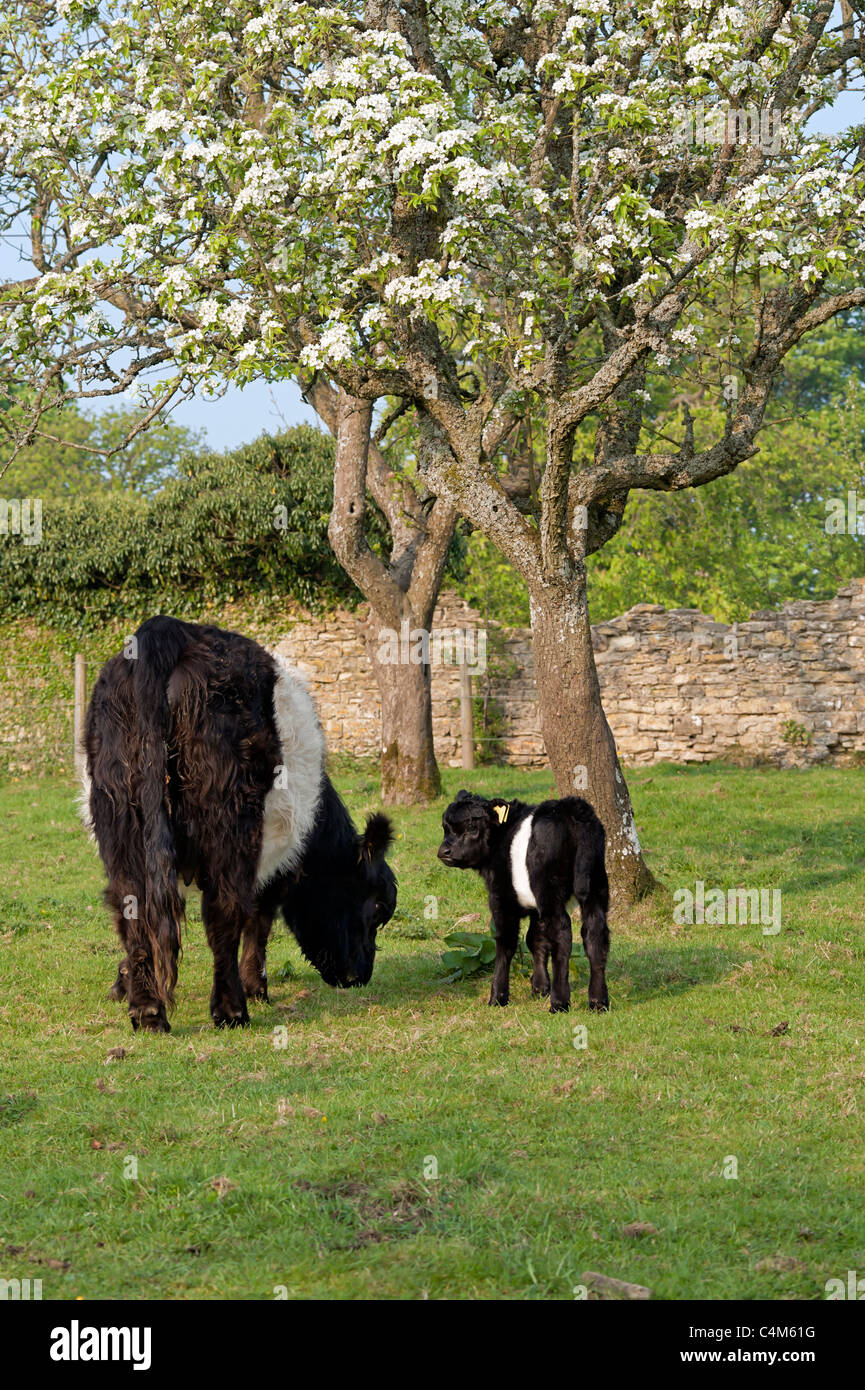 Belted galloway hi-res stock photography and images - Alamy