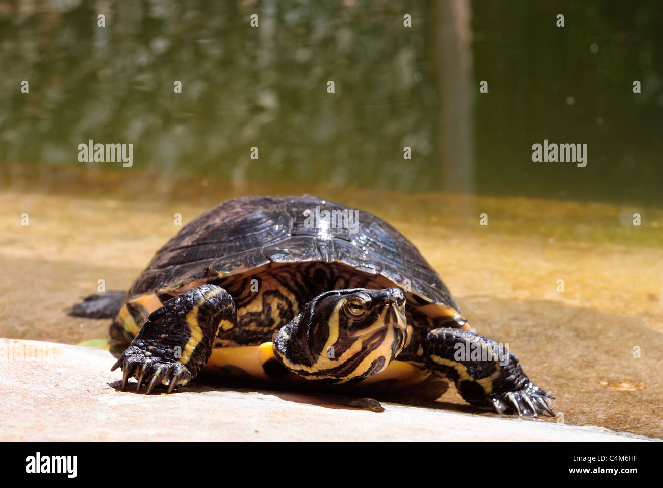 Turtle resting at edge of pool Stock Photo - Alamy