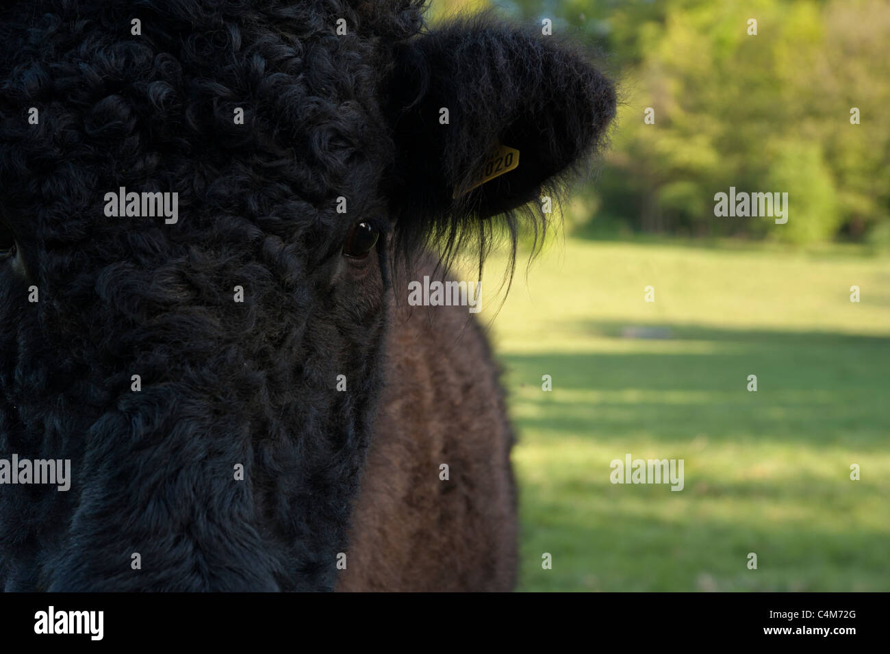 Welsh black cow close up showing half face Stock Photo - Alamy