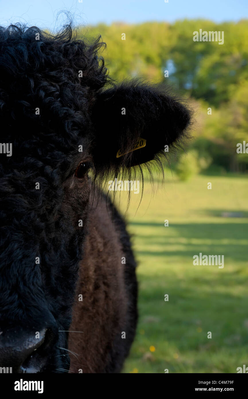 Welsh black cow close up showing half face Stock Photo - Alamy