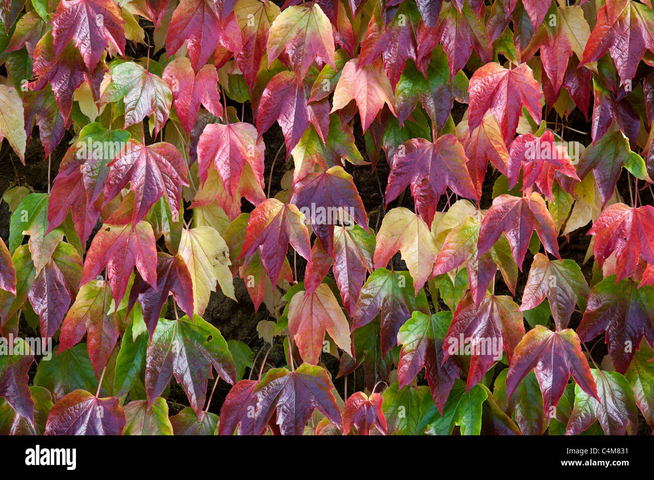 Boston ivy hi-res stock photography and images - Alamy