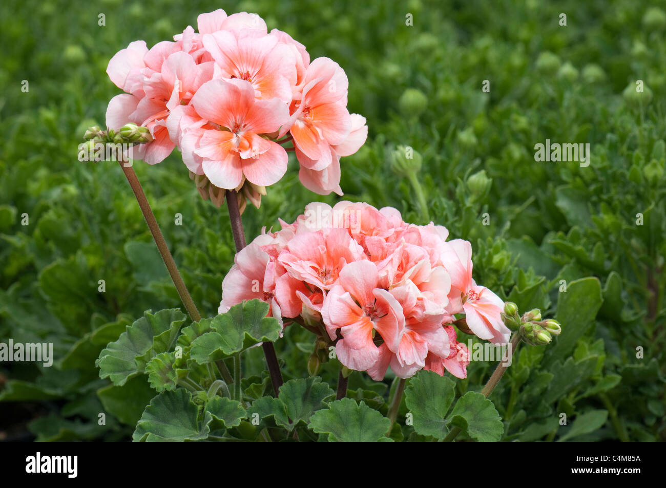 Geranium, Pelargonium (Pelargonium zonale Loki). Pink flowering plant ...