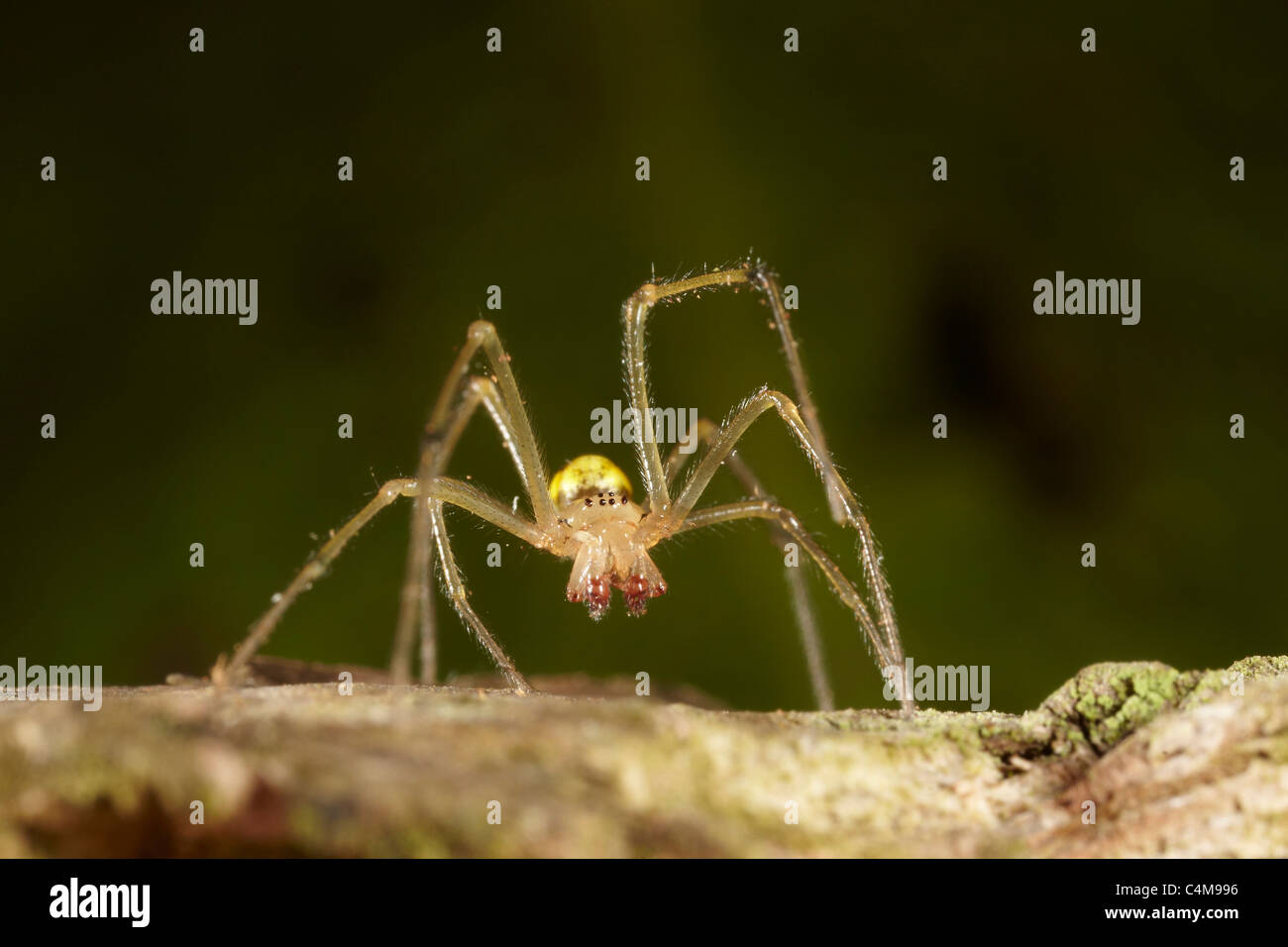 Male cucumber spider, Araniella cucurbitina or Green Orb Weaver, UK ...