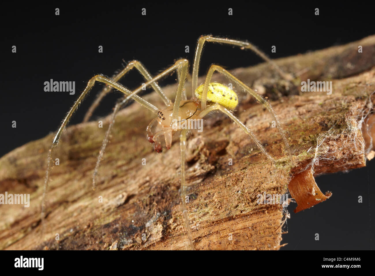 Male cucumber spider, Araniella cucurbitina or Green Orb Weaver, UK ...