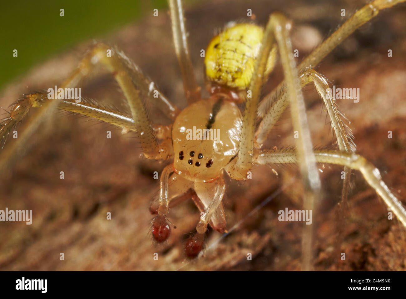 Male cucumber spider, Araniella cucurbitina or Green Orb Weaver, UK ...