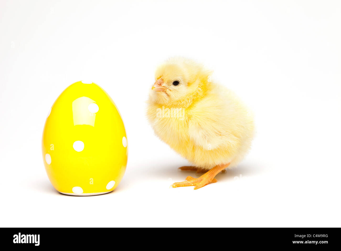 Yellow Chick over white background Stock Photo - Alamy