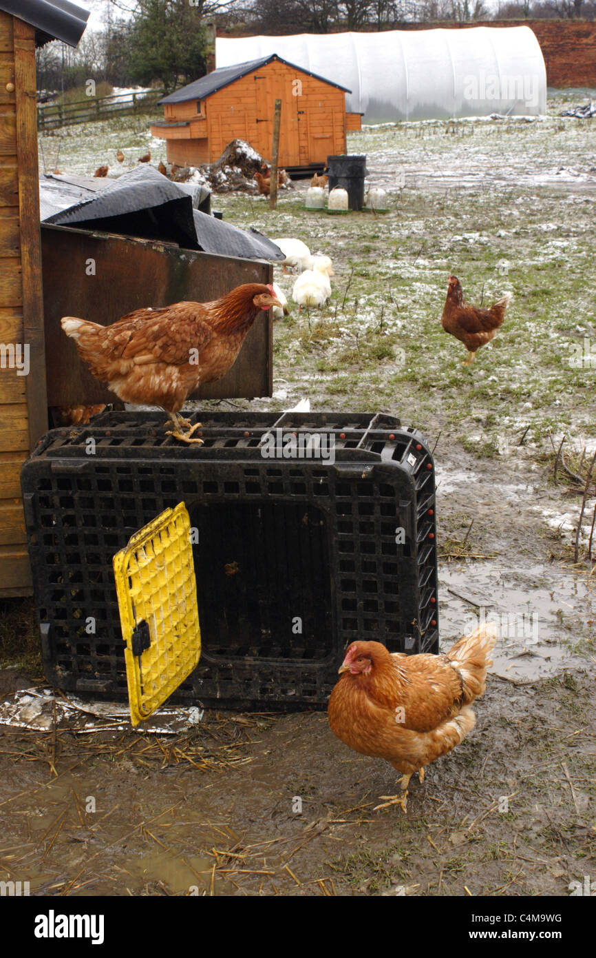 Hens in farmyard, Organic farm, West Yorkshire, England Stock Photo - Alamy