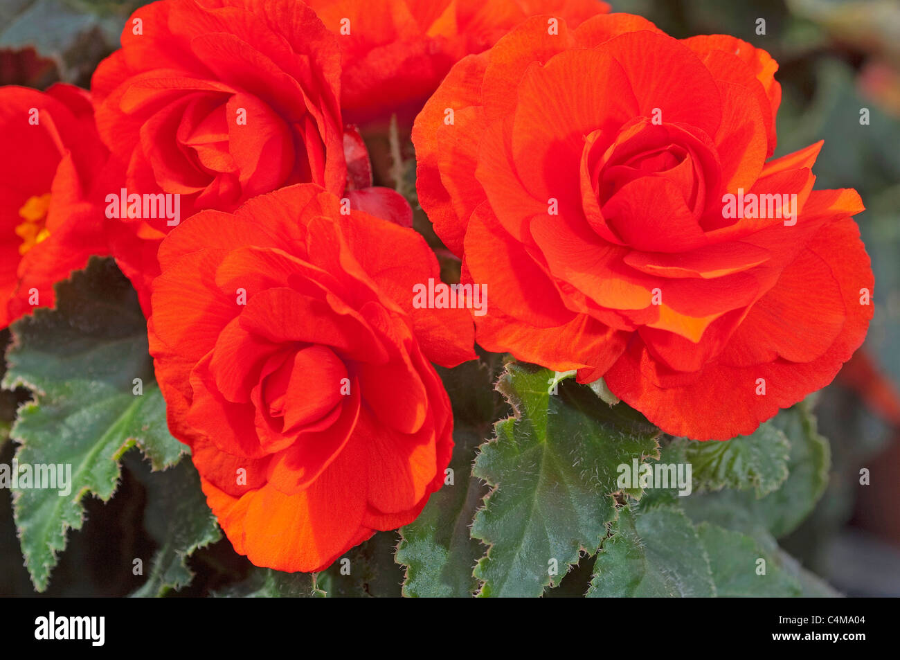Tuberous Begonia (Begonia tuberhybrida), red flowers Stock Photo - Alamy