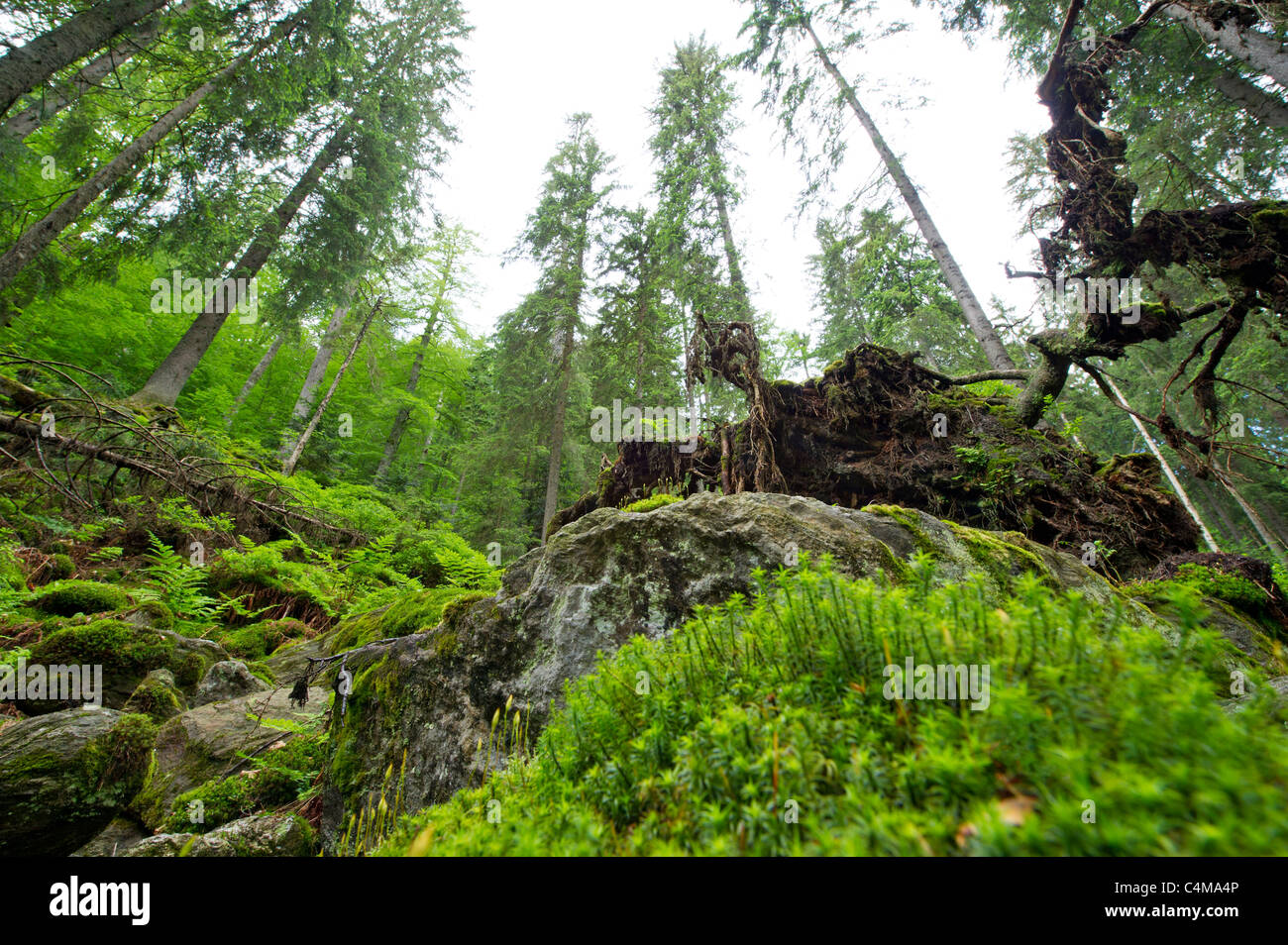Nationalpark wald hi-res stock photography and images - Alamy