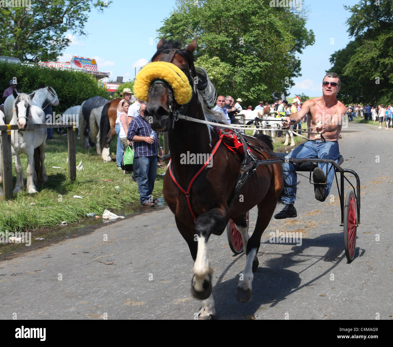 Gypsy trotting race gypsy horse hi-res stock photography and images - Alamy