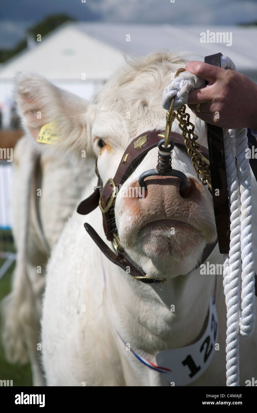 cattle show at the south of england show ardingly Stock Photo - Alamy
