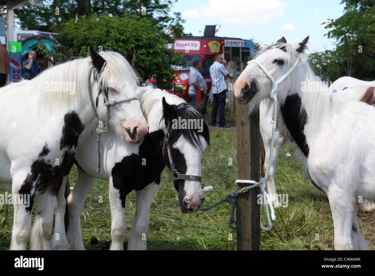 Appleby Horse Fair Westmorland Cumbria Stock Photo - Alamy