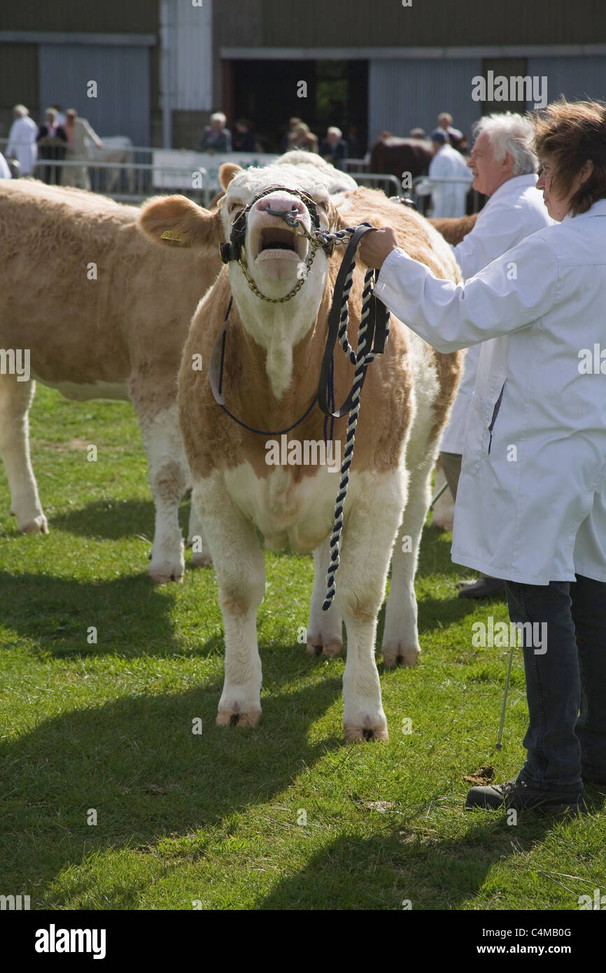 South england showground hi-res stock photography and images - Alamy