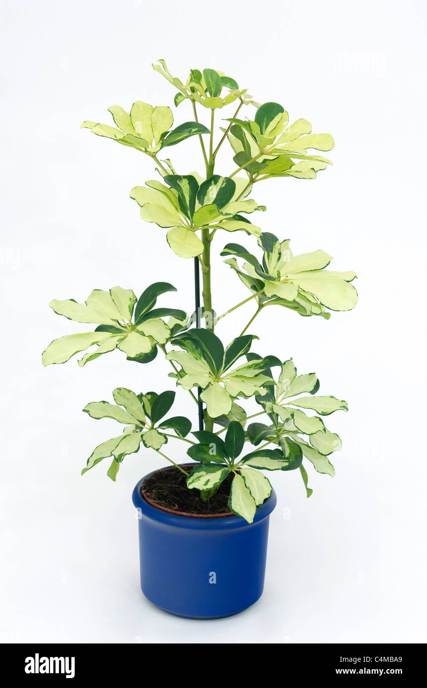 Schefflera, Dwarf Umbrella Tree (Schefflera arboricola). Potted plant ...