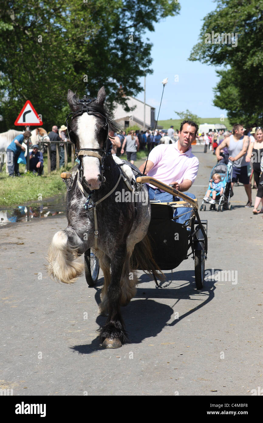 Gypsy trotting race gypsy horse hi-res stock photography and images - Alamy