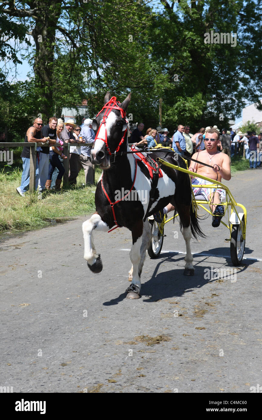 Gypsy trotting race gypsy horse hi-res stock photography and images - Alamy