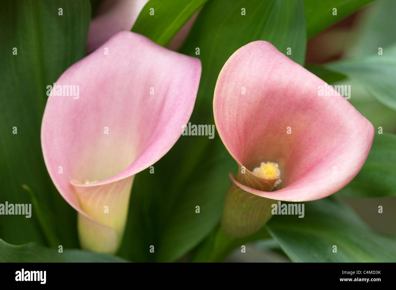 Zantedeschia pink flowers hi-res stock photography and images - Alamy
