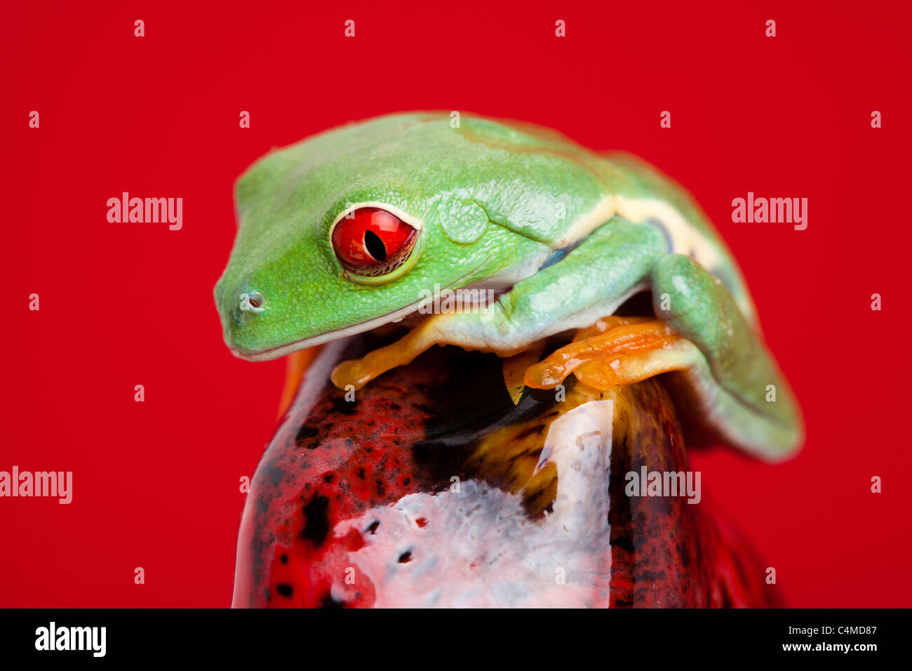 Green Frog with red eye Stock Photo - Alamy